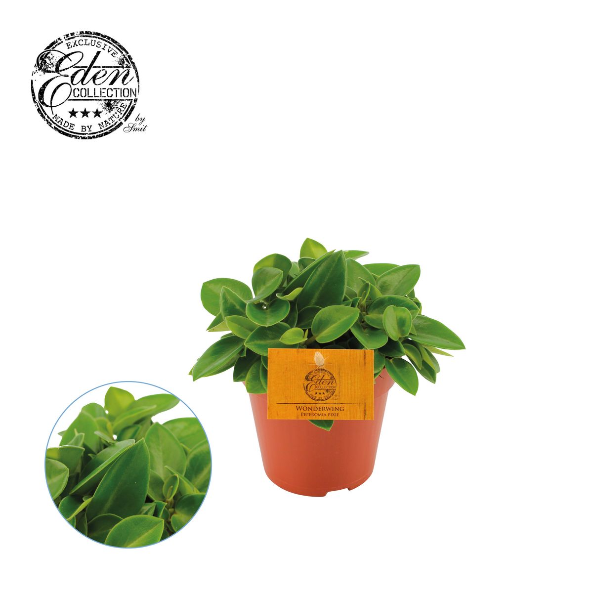 Peperomia 'Pixie' — Plant Wholesale FlorAccess