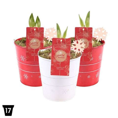 Hippeastrum 'Red Lion' — Plant Wholesale FlorAccess