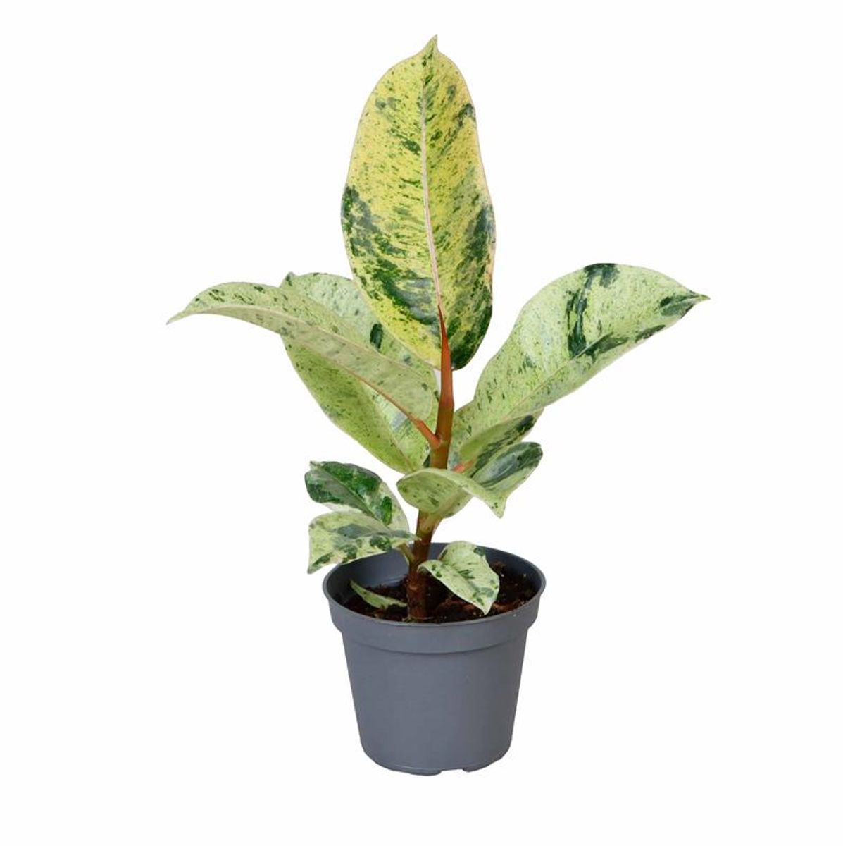Ficus elastica 'Shivereana' — Plant Wholesale FlorAccess