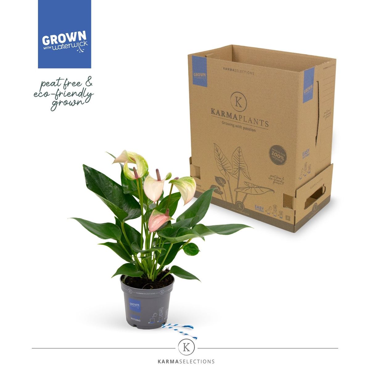 Anthurium JOLI PULSE — Plant Wholesale FlorAccess