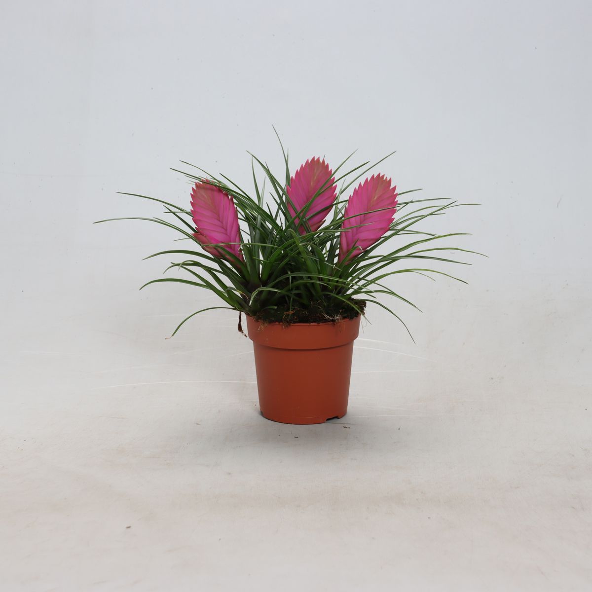 Tillandsia cyanea 'Anita' — Plant Wholesale FlorAccess