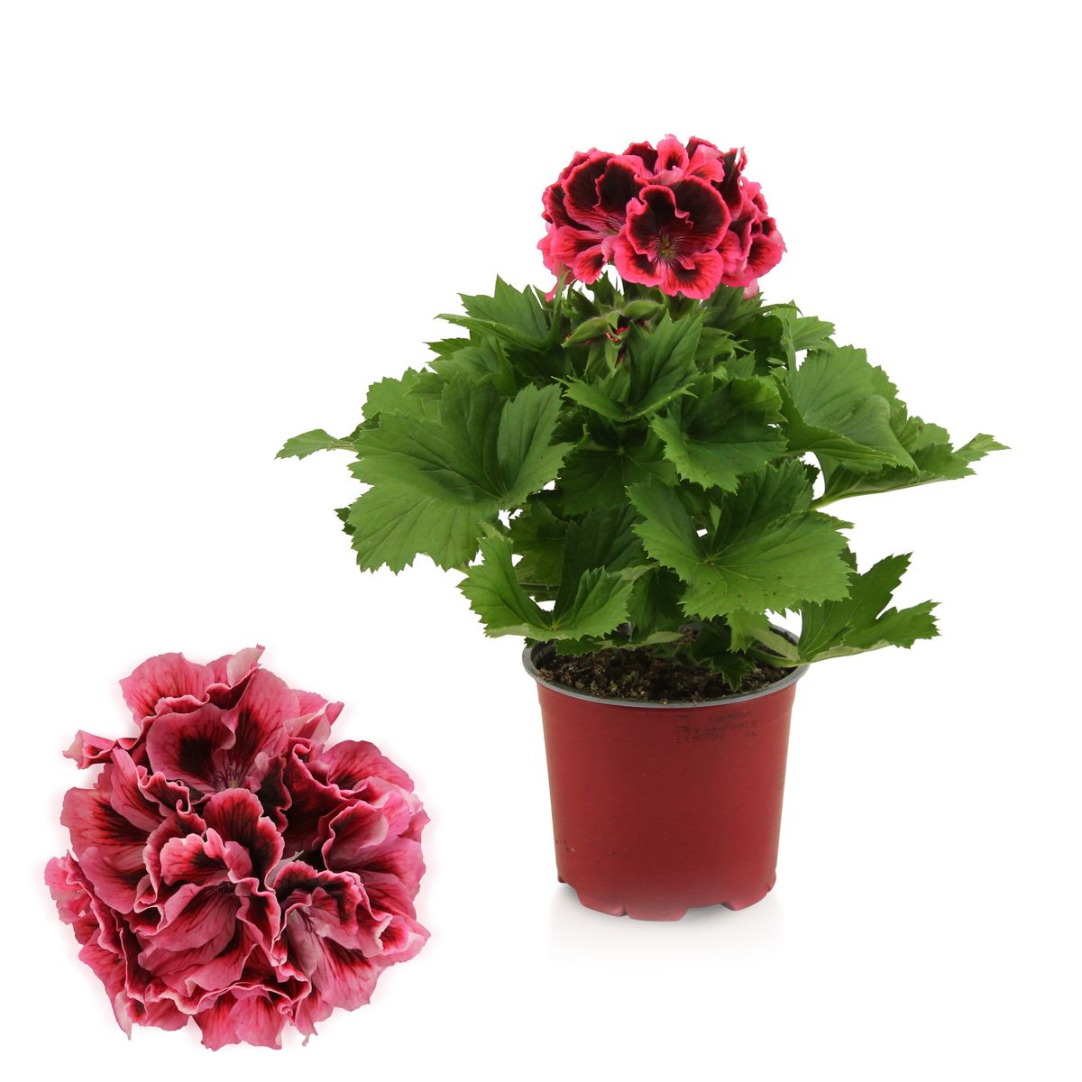 Pelargonium KATE — Plant Wholesale FlorAccess