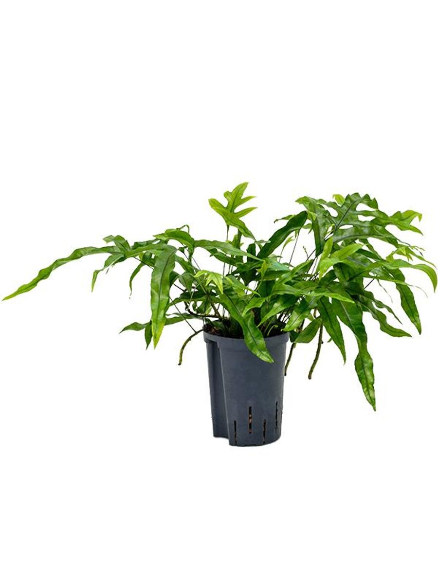 Microsorum diversifolium — Plant Wholesale FlorAccess