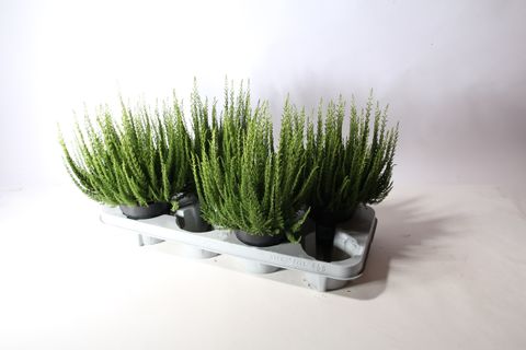 Calluna vulgaris VERONA — Plant Wholesale FlorAccess