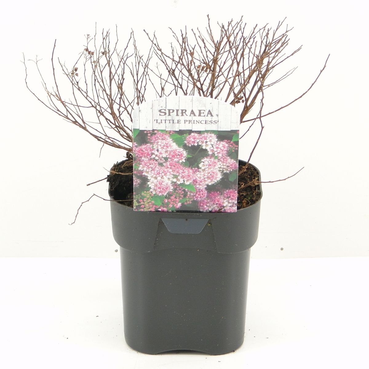Spiraea japonica 'Little Princess' — Plant Wholesale FlorAccess