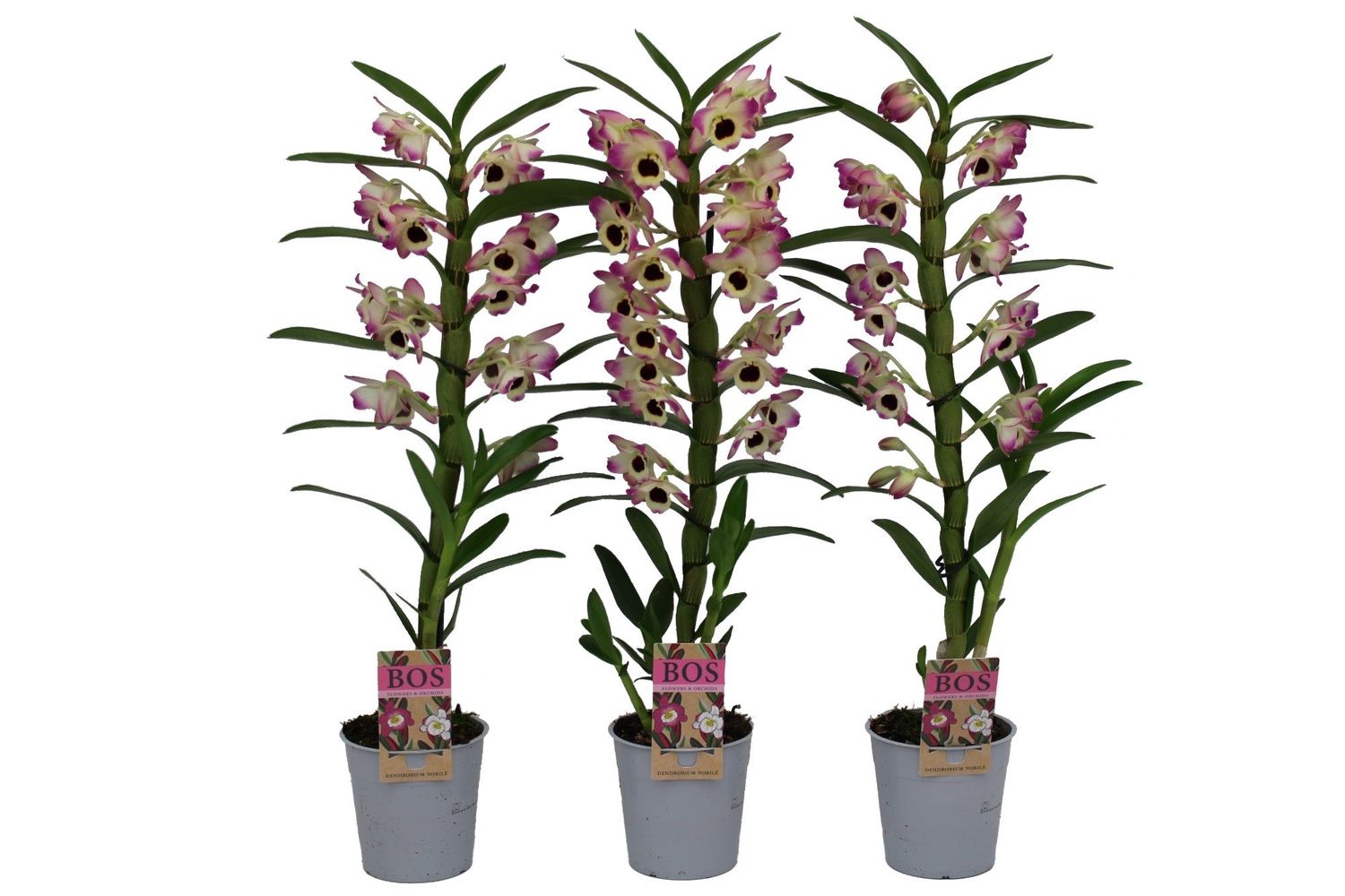 Dendrobium Nobile CLASSIC SUNNY EYES Plant Wholesale FlorAccess dendrobium-nobile-classic-sunny-eyes-plant-wholesale-floraccess