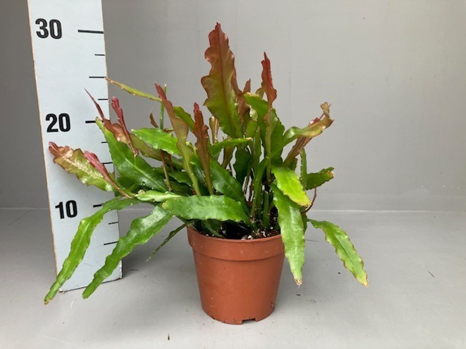 Epiphyllum anguliger 'Fire' — Plant Wholesale FlorAccess