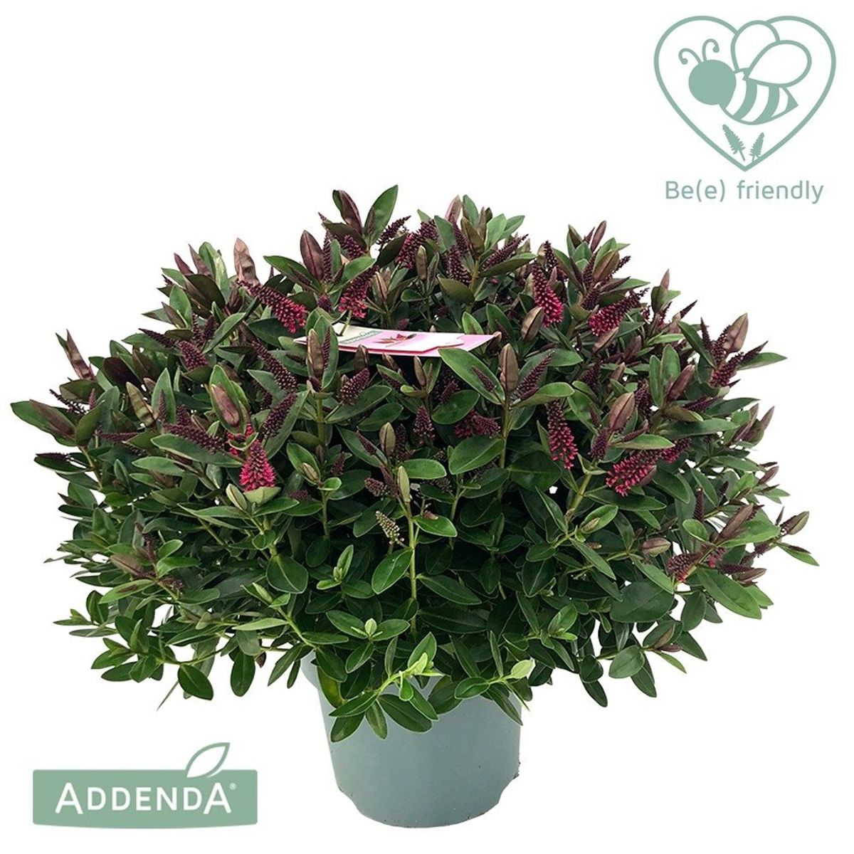 Hebe DONNA EVA — Plant Wholesale FlorAccess