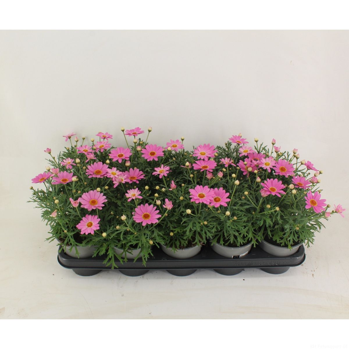 Argyranthemum frutescens 'Simba Pink with Eye' — Plant Wholesale FlorAccess
