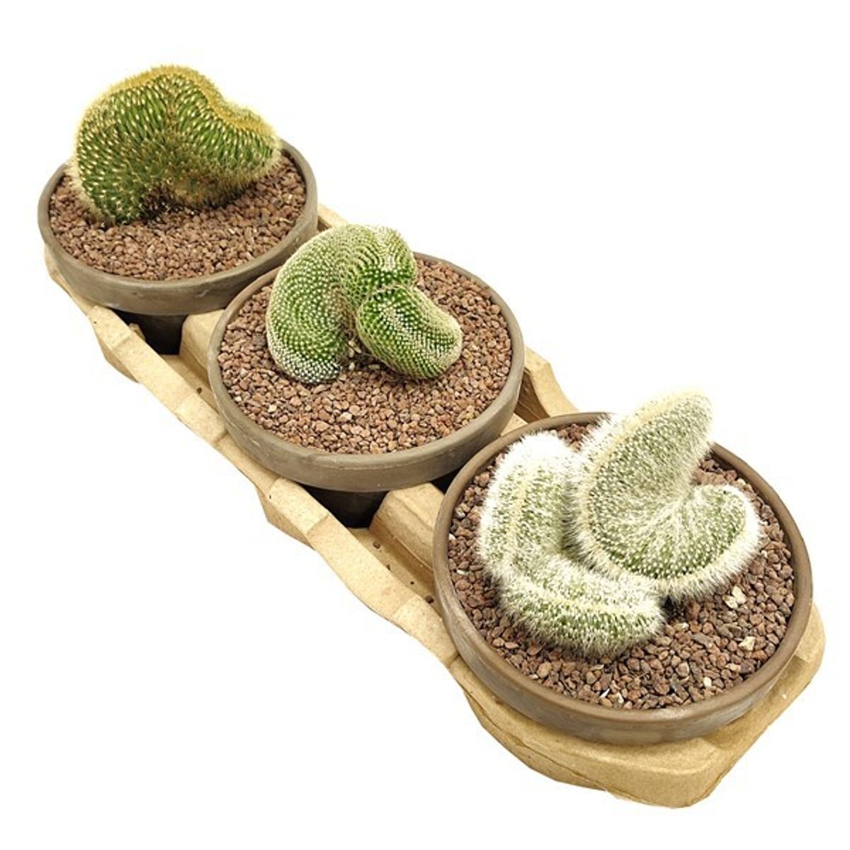 Cactus MIX — Plant Wholesale FlorAccess