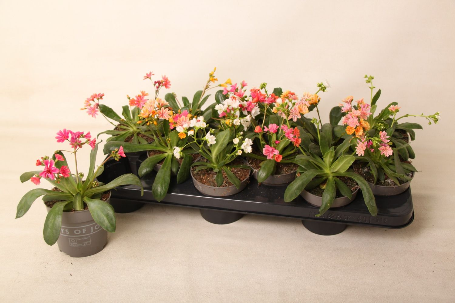 Lewisia cotyledon ELISE MIX — Plant Wholesale FlorAccess