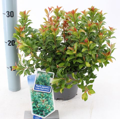 Pieris japonica 'Little Heath Green' — Plant Wholesale FlorAccess