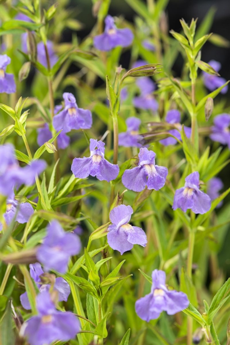 Mimulus ringens — Plant Wholesale FlorAccess