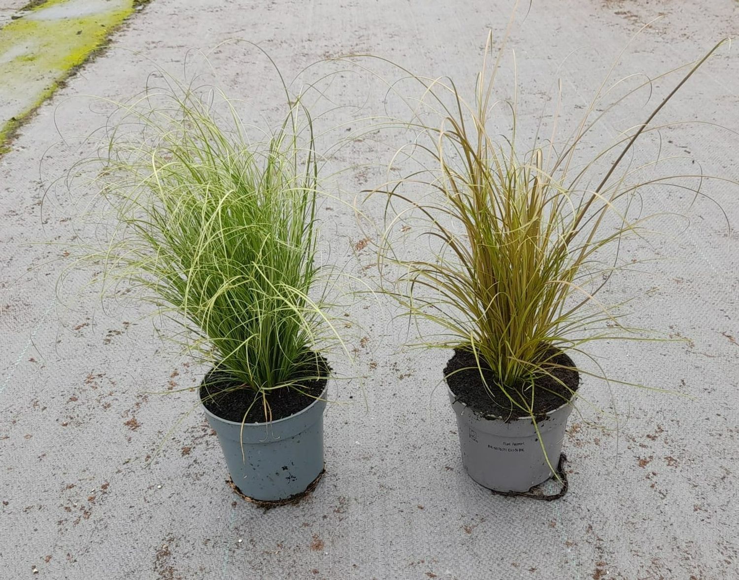 Carex MIX — Plant Wholesale FlorAccess