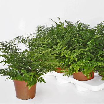 Asplenium 'Parvati' — Plant Wholesale FlorAccess
