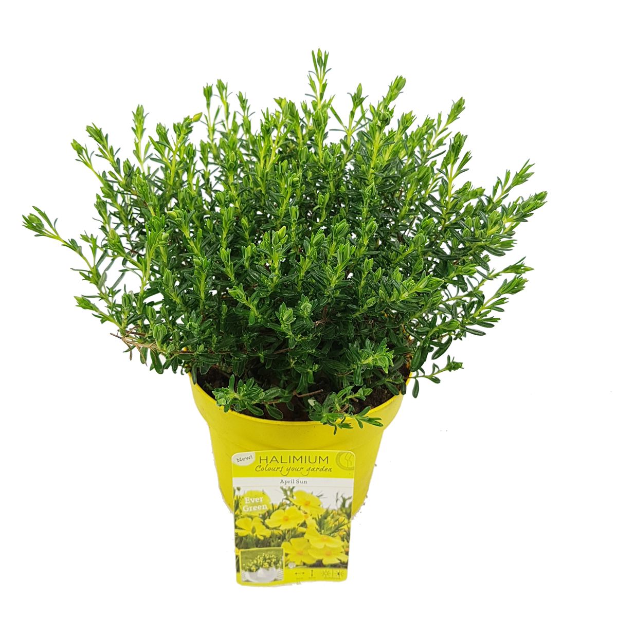 Halimium 'April Sun' — Plant Wholesale FlorAccess