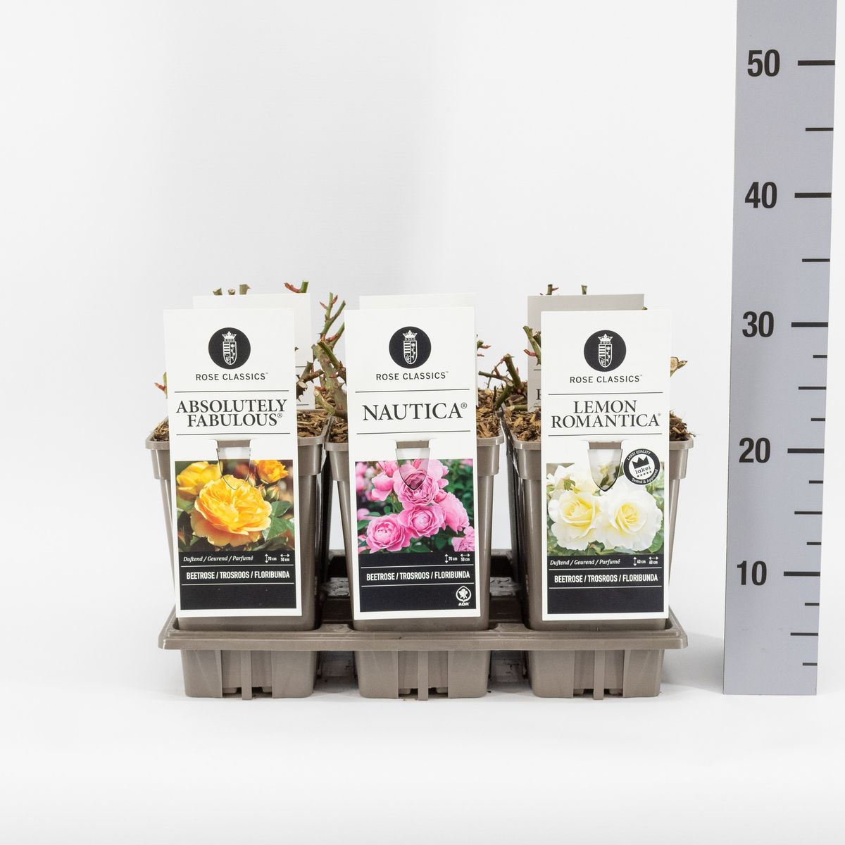 Rosa MIX — Plant Wholesale FlorAccess