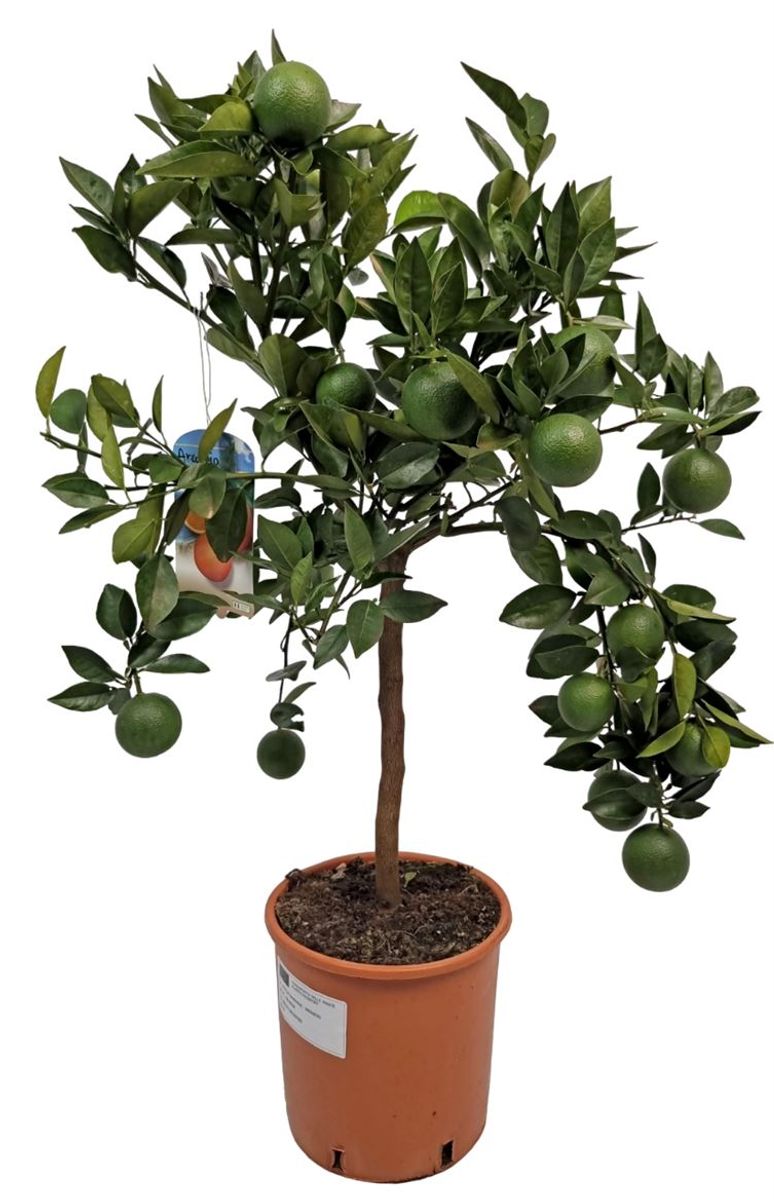Citrus sinensis 'Arancio' — Plant Wholesale FlorAccess
