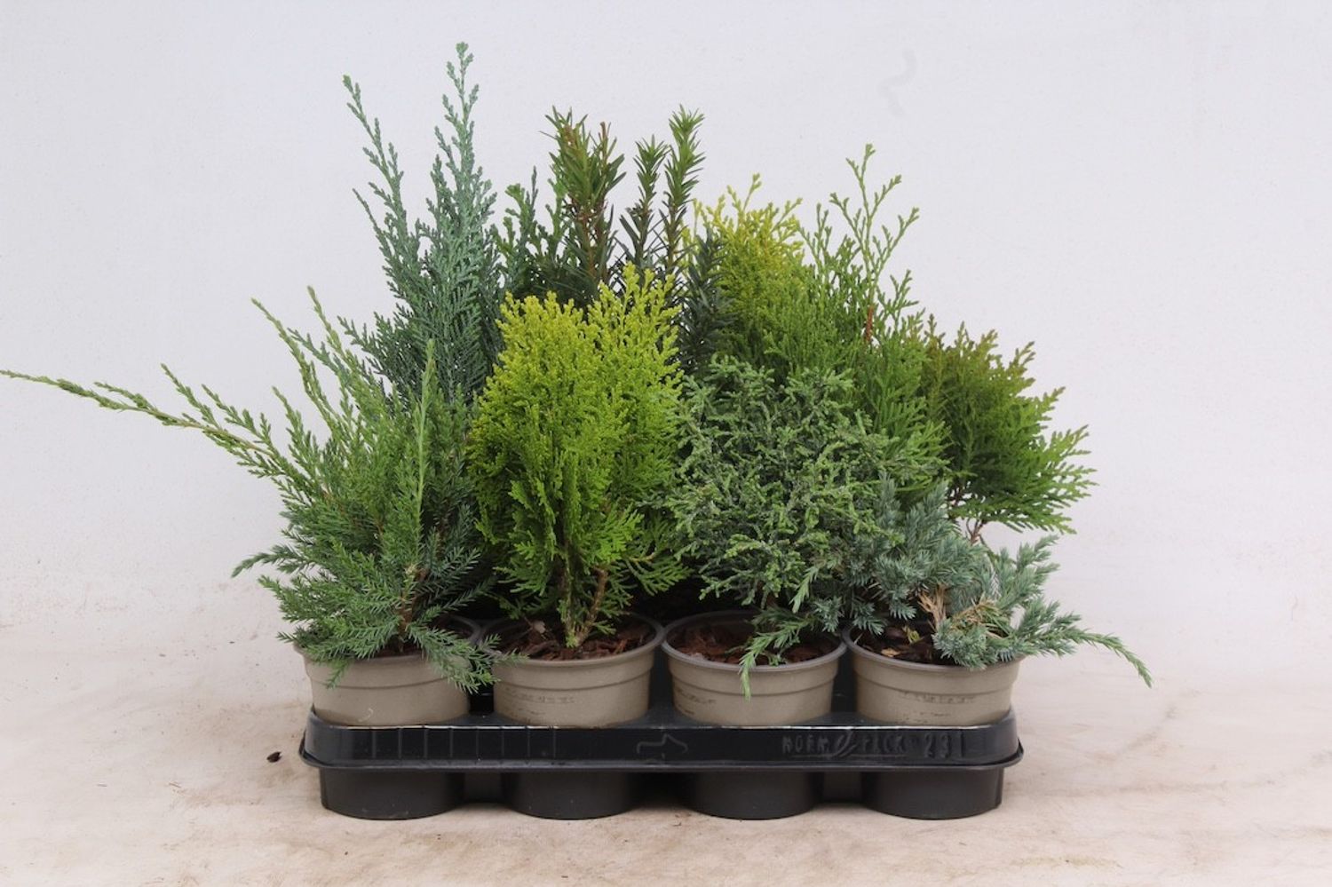 Coniferen MIX — Groothandel in planten FlorAccess