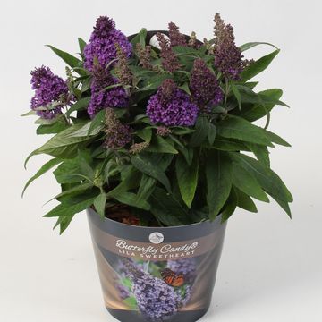 Buddleja davidii BUTTERFLY CANDY LILA SWEETHEART — Plant Wholesale ...