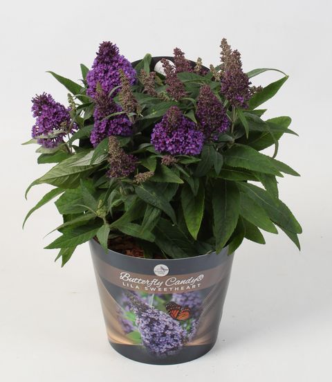 Buddleja davidii BUTTERFLY CANDY LILA SWEETHEART — Plant Wholesale ...