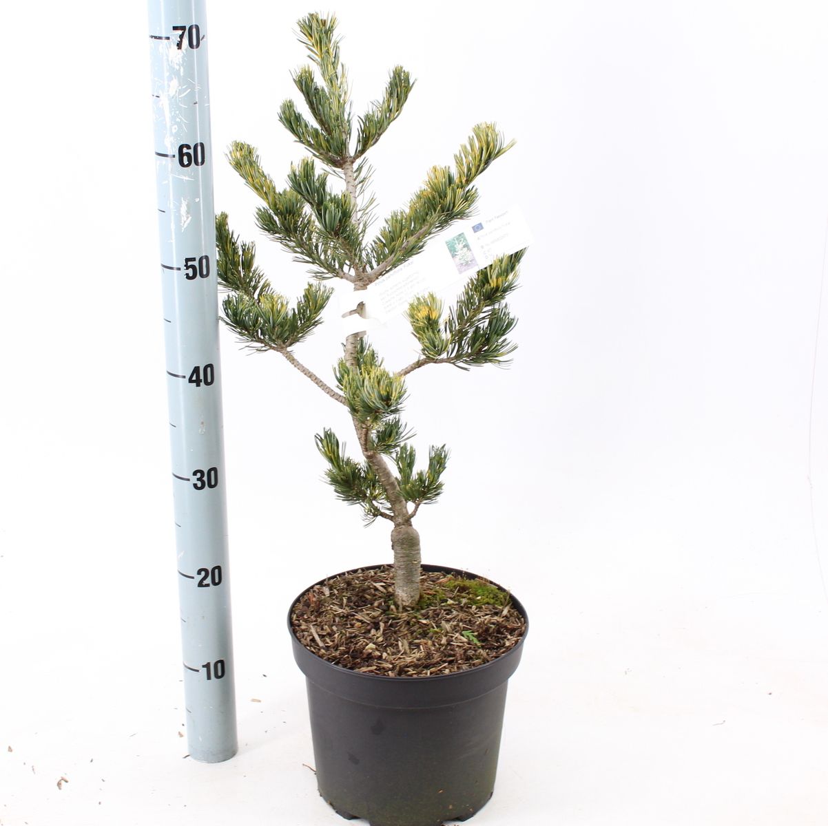 Pinus parviflora 'Fukai' — Plant Wholesale FlorAccess