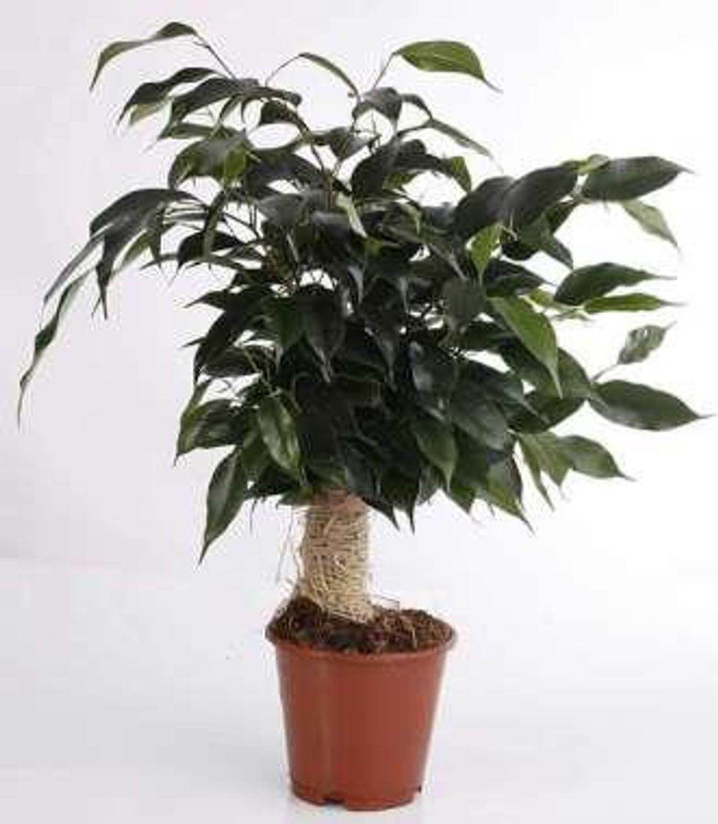 Ficus benjamina 'Danielle' — Plant Wholesale FlorAccess