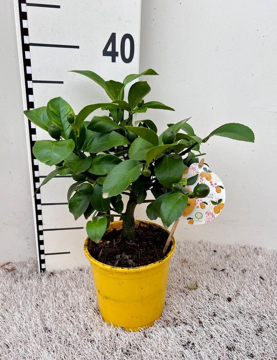 Citrus x meyeri 'Meyer' — Plant Wholesale FlorAccess