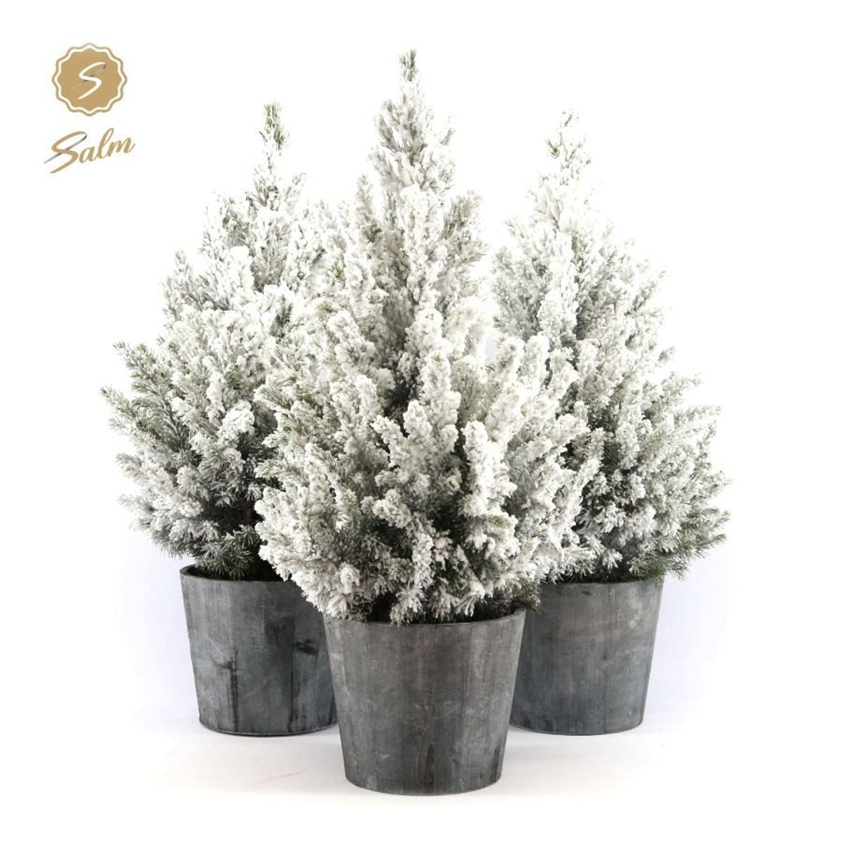 Picea glauca DECEMBER — Plant Wholesale FlorAccess