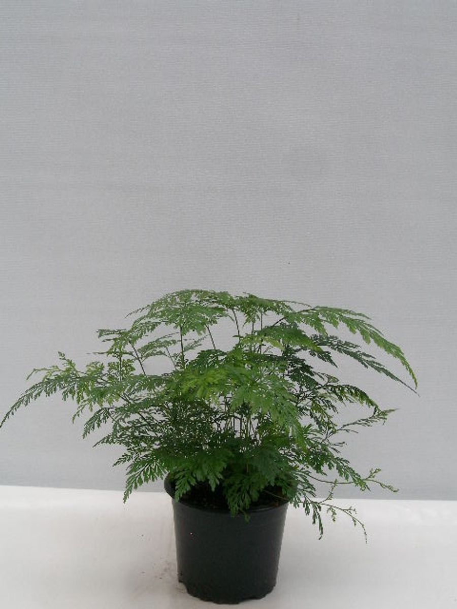 Davallia 'Delicata' — Plant Wholesale FlorAccess