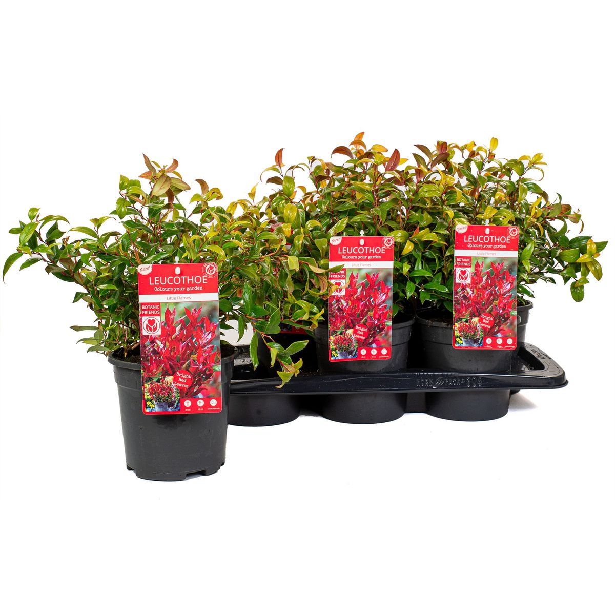 Leucothoe 'Little Flames' — Plant Wholesale FlorAccess