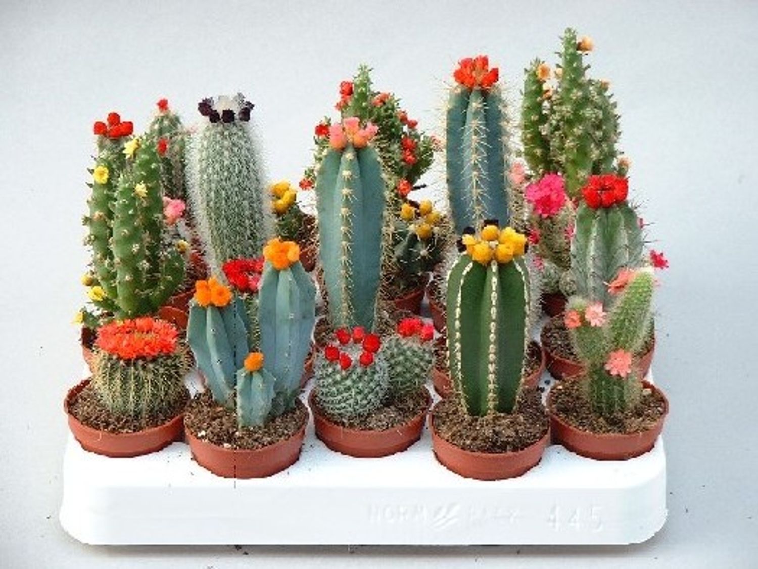 Cactus MIX — Plant Wholesale FlorAccess