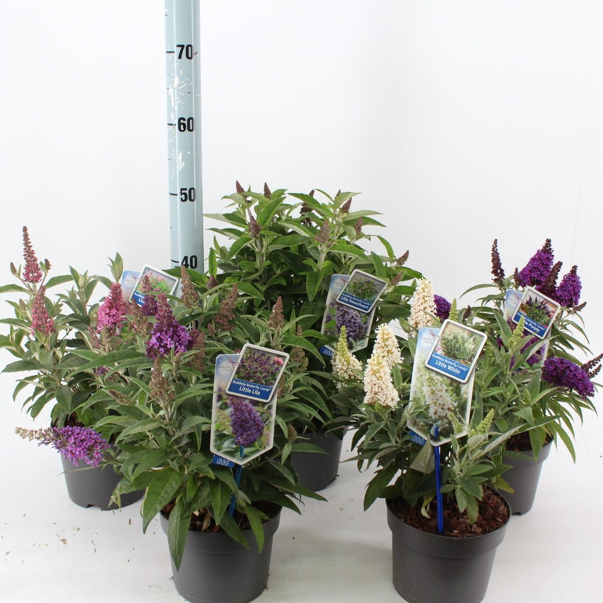 Buddleja davidii BUTTERFLY CANDY LITTLE MIX — Plant Wholesale FlorAccess