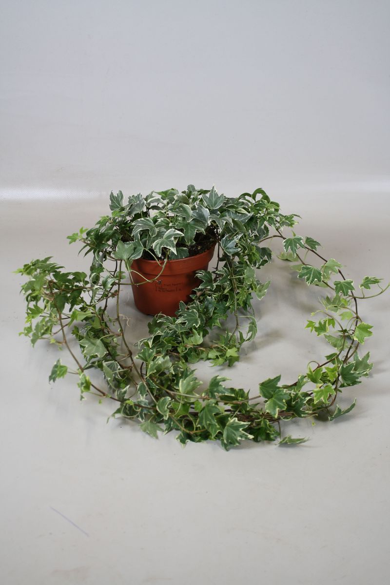 Hedera helix 'White Ripple' — Plant Wholesale FlorAccess