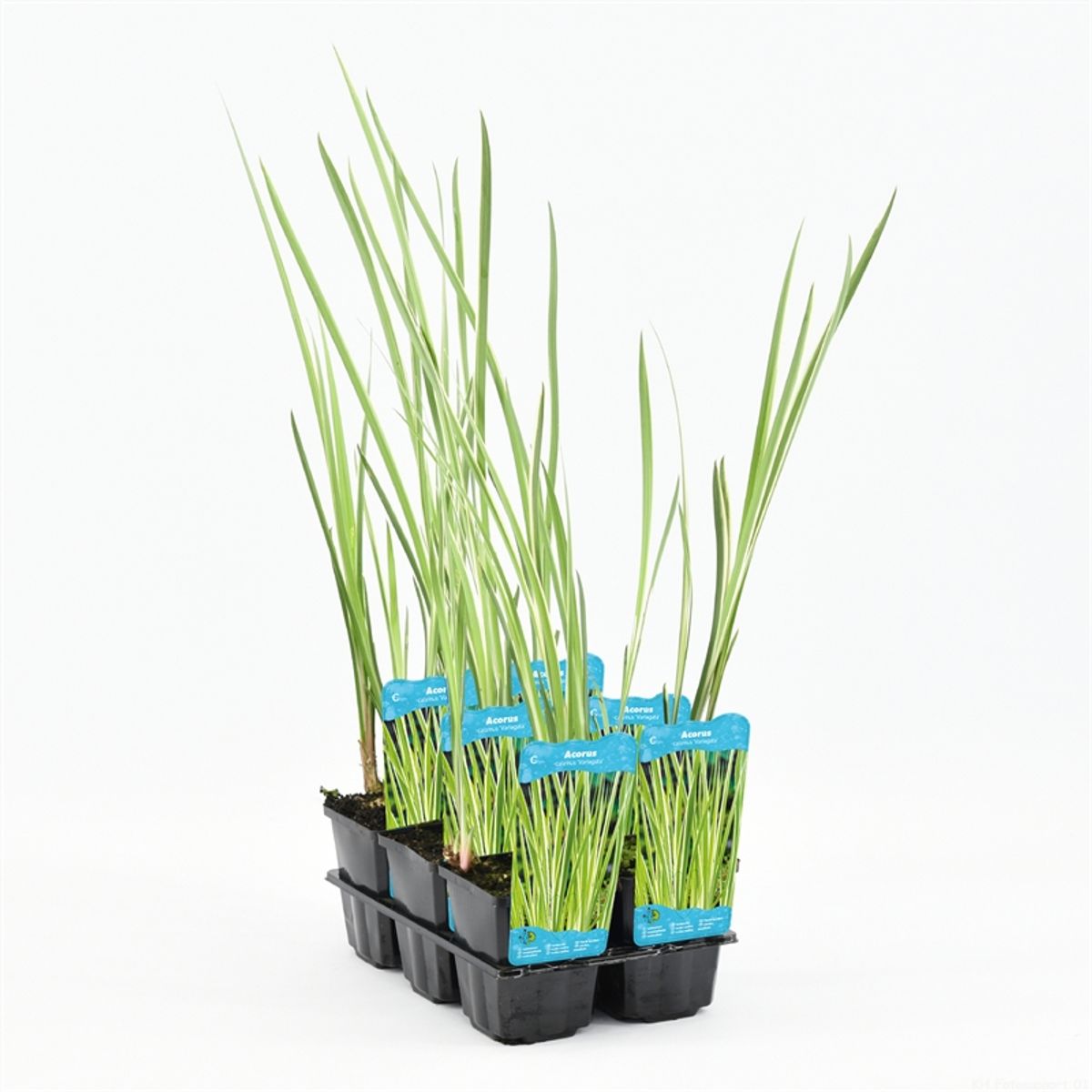Acorus calamus 'Variegatus' — Plant Wholesale FlorAccess