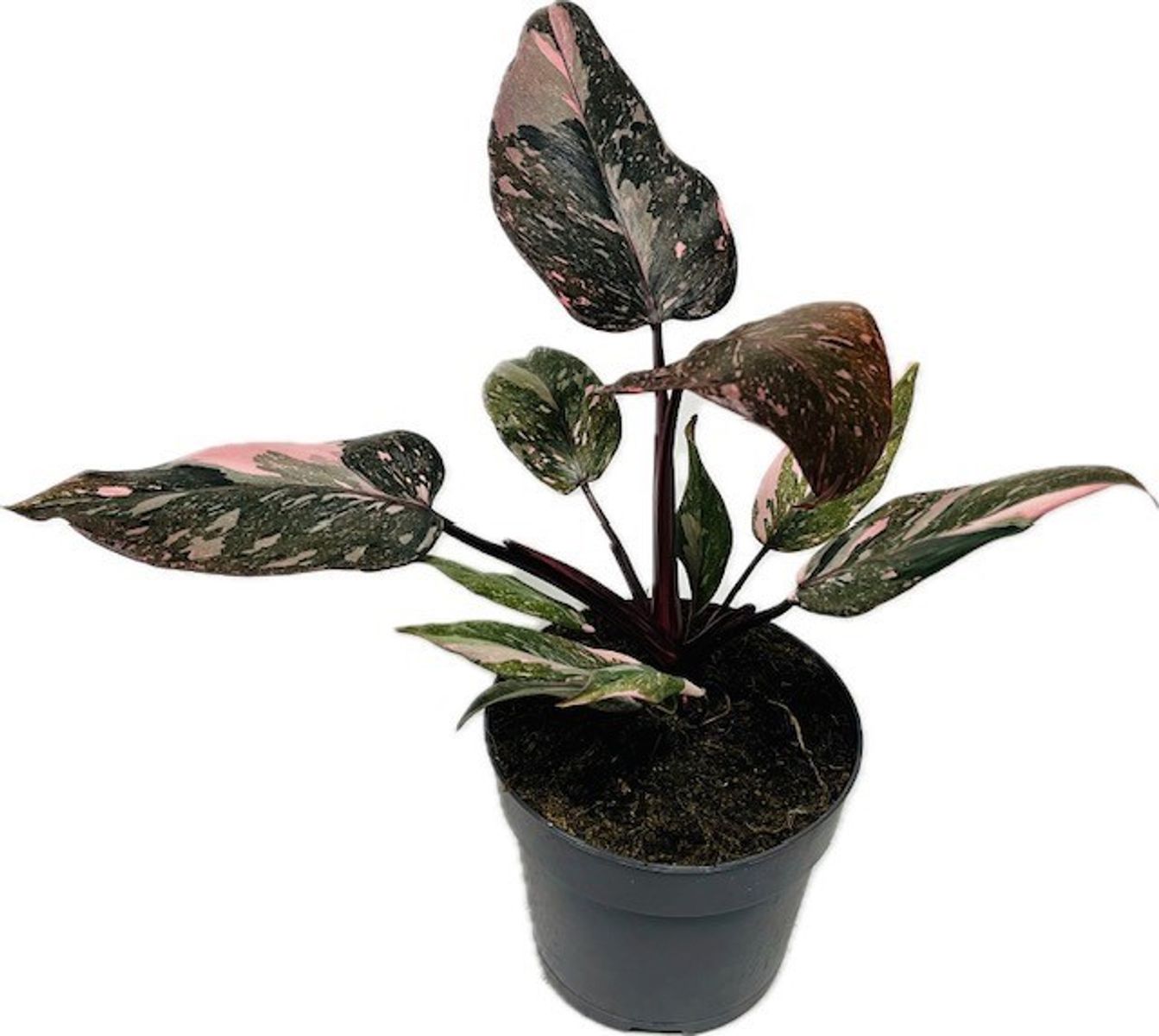 Philodendron 'Pink Princess Marble' — Plant Wholesale FlorAccess