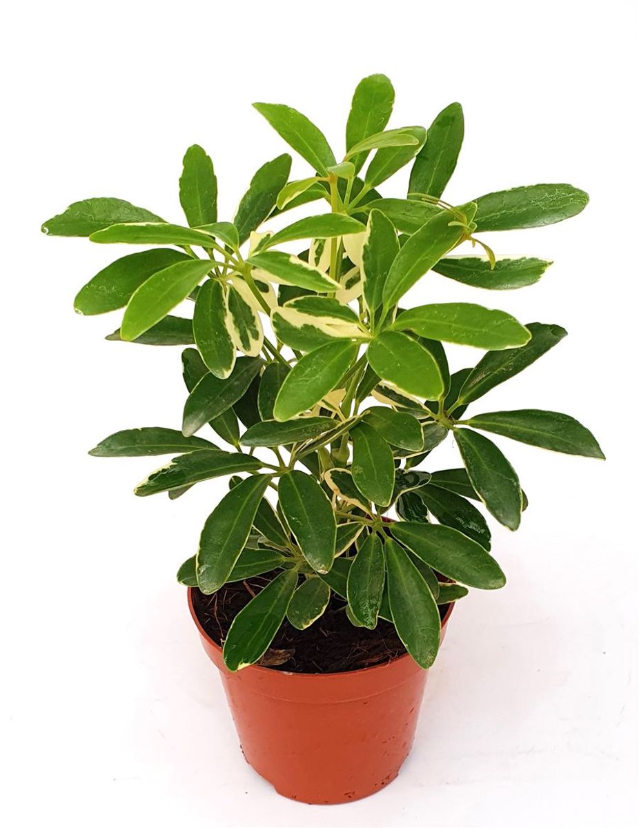 Schefflera arboricola 'Moondrop' — Plant Wholesale FlorAccess