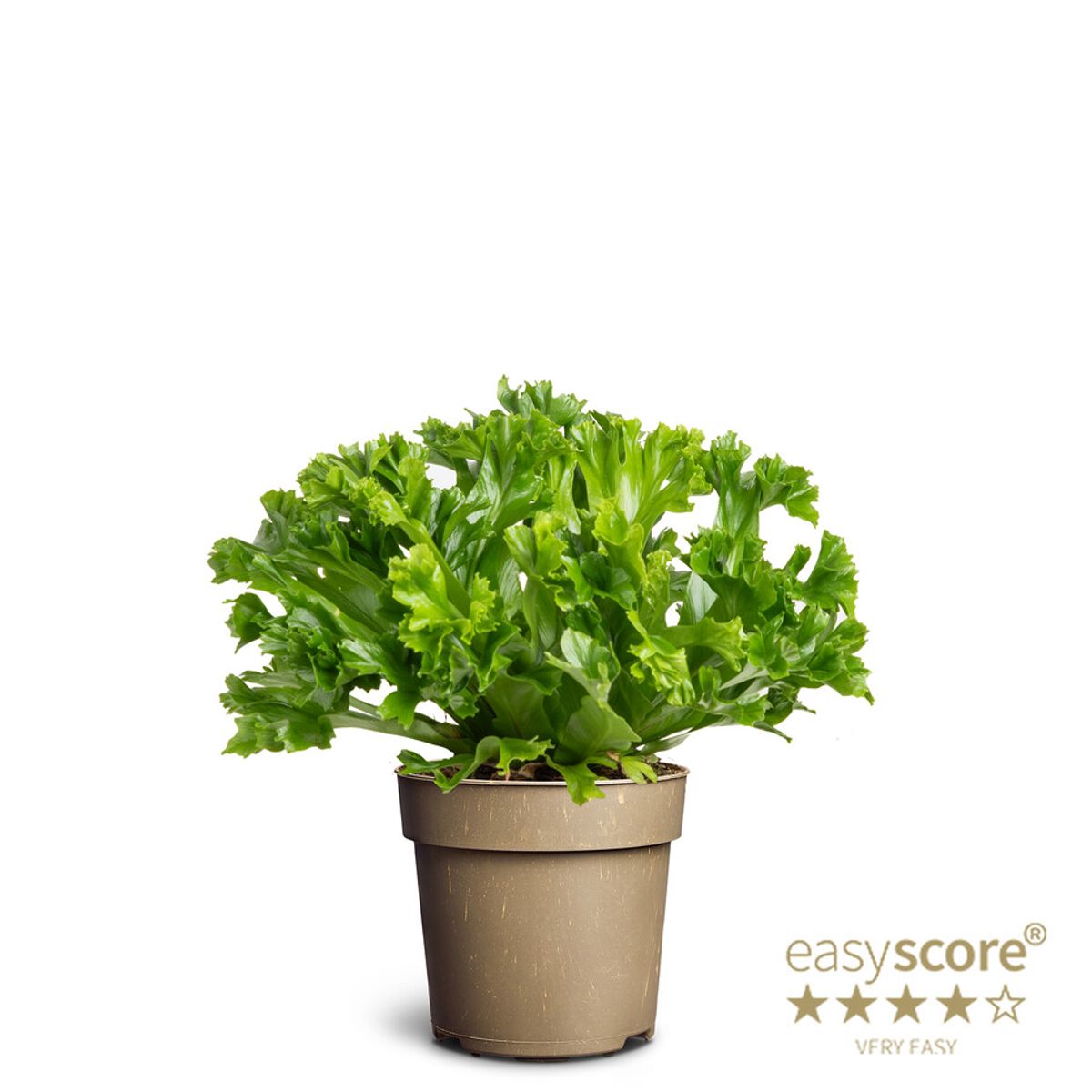 Asplenium antiquum 'Leslie' — Plant Wholesale FlorAccess