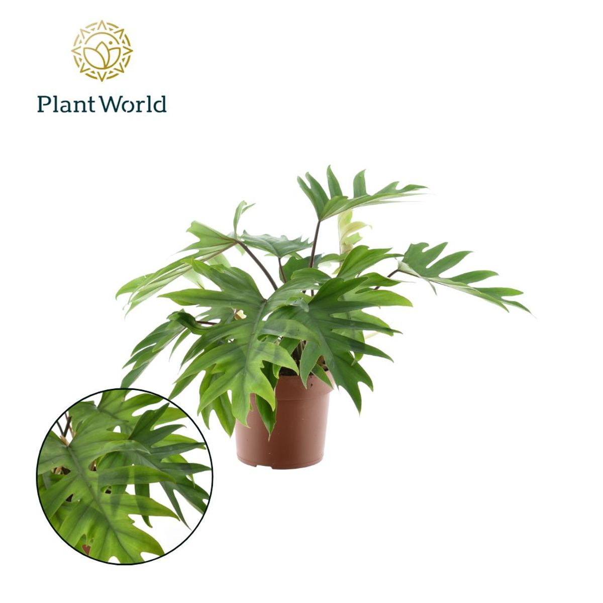 Philodendron mayoi — Plant Wholesale FlorAccess