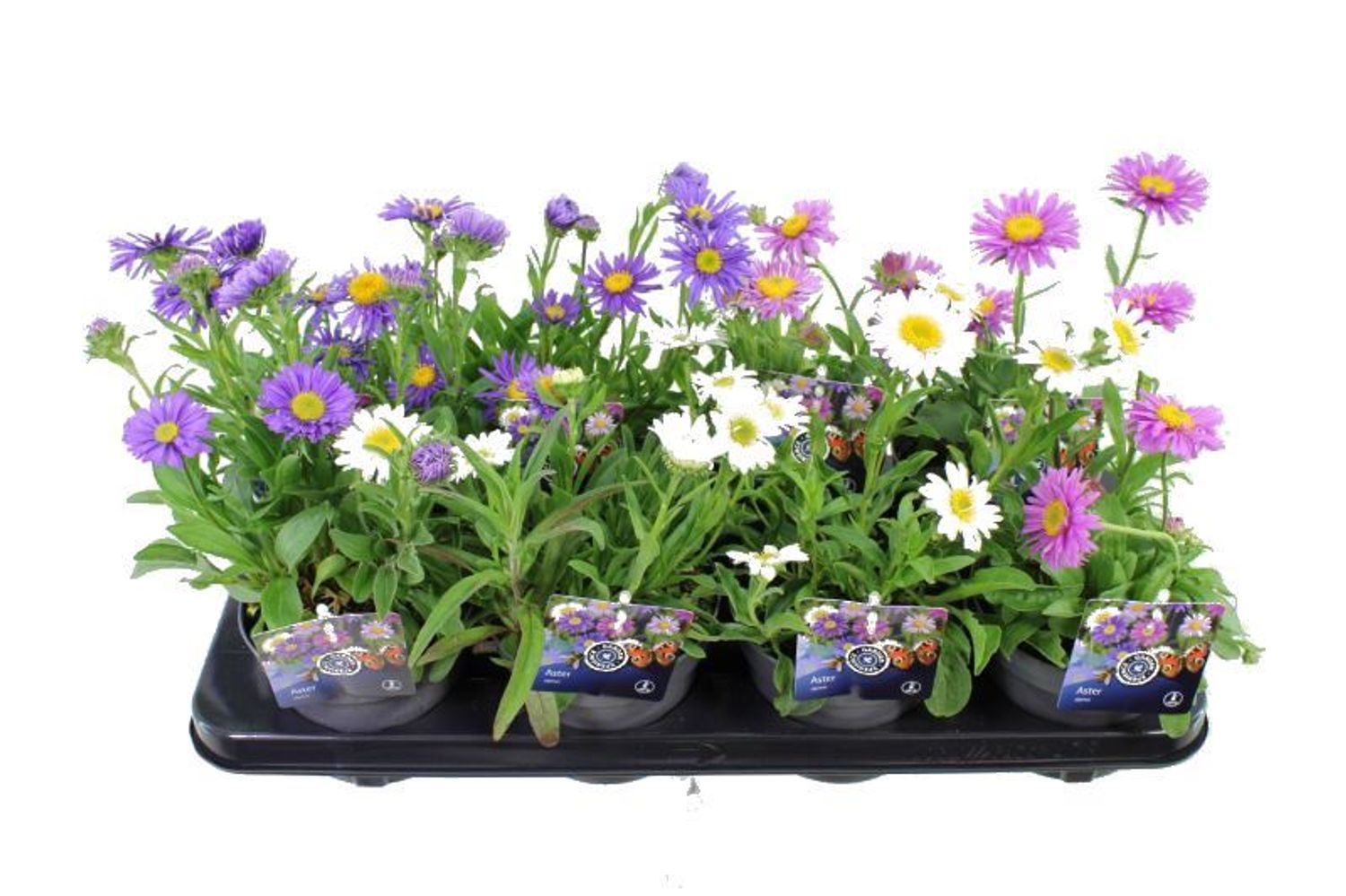 Aster alpinus MIX — Plant Wholesale FlorAccess