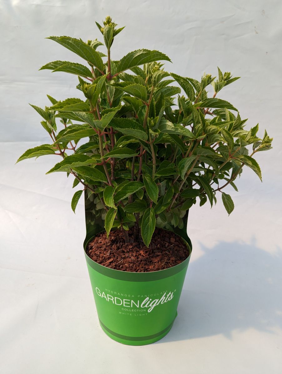 Hydrangea paniculata WHITELIGHT — Plant Wholesale FlorAccess