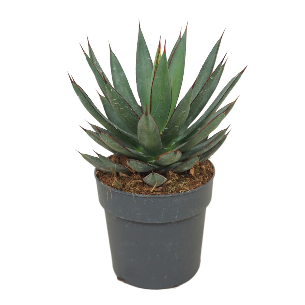 Agave 'Burnt Burgundy' — Plant Wholesale FlorAccess