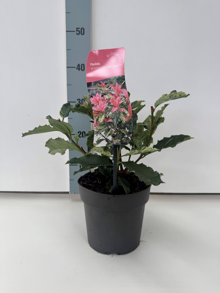 Photinia serratifolia PINK CRISPY — Plant Wholesale FlorAccess