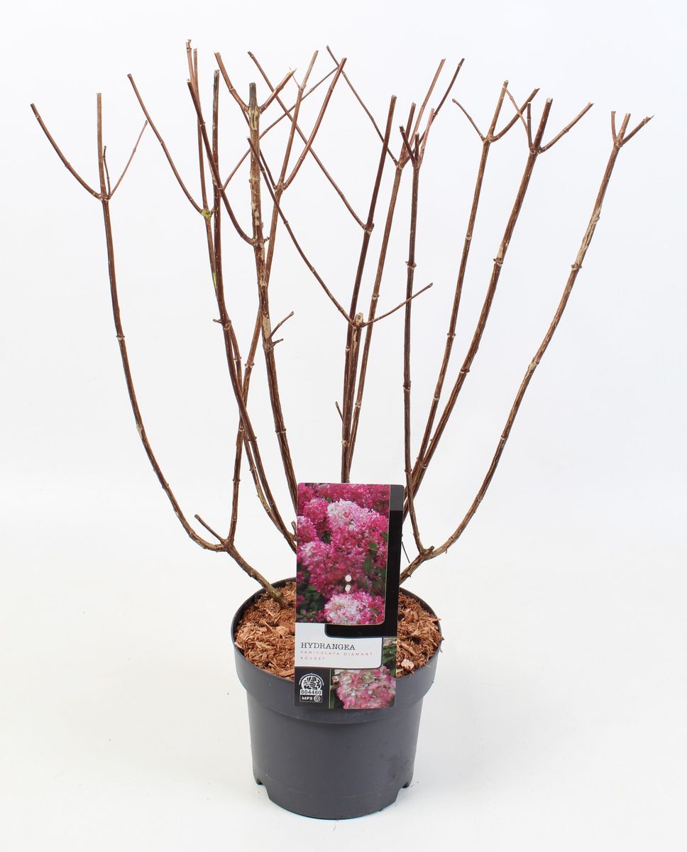 Hydrangea paniculata MAGICAL MATTERHORN — Plant Wholesale FlorAccess