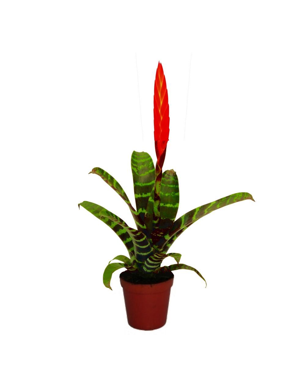 Vriesea 'Era' — Plantegrossist FlorAccess