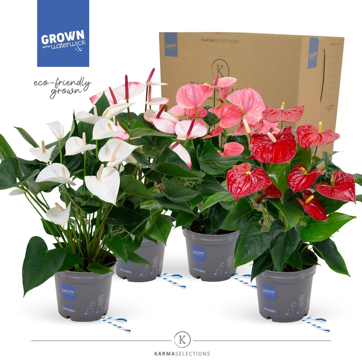 Anthurium MIX — Plant Wholesale FlorAccess