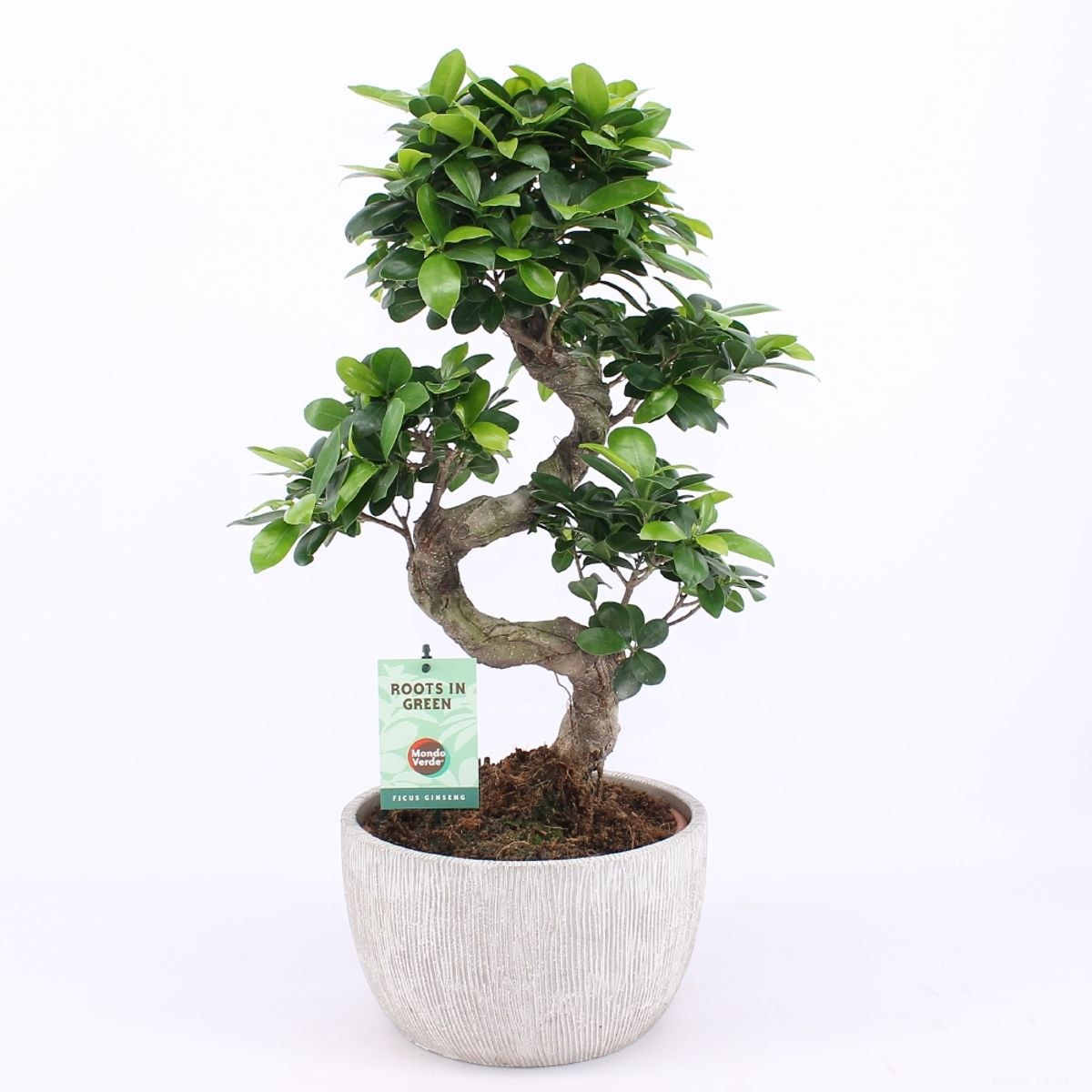 Ficus microcarpa 'Ginseng' — Plant Wholesale FlorAccess