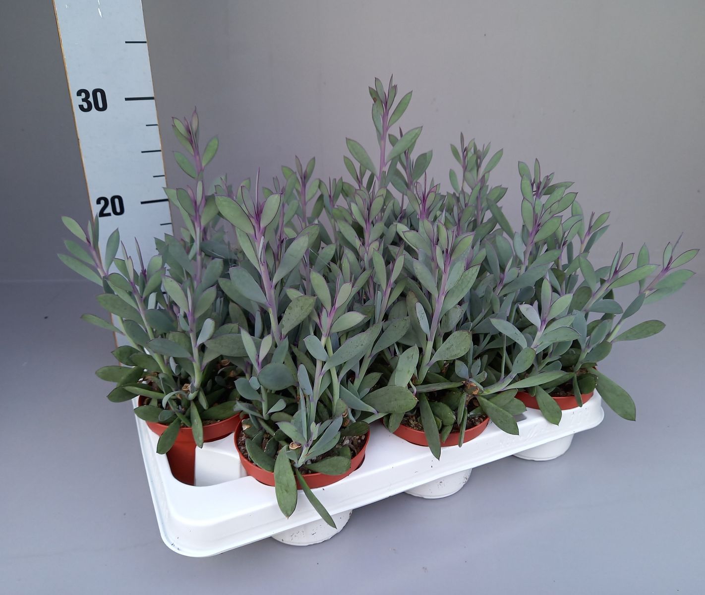 Senecio crassissimus — Plant Wholesale FlorAccess