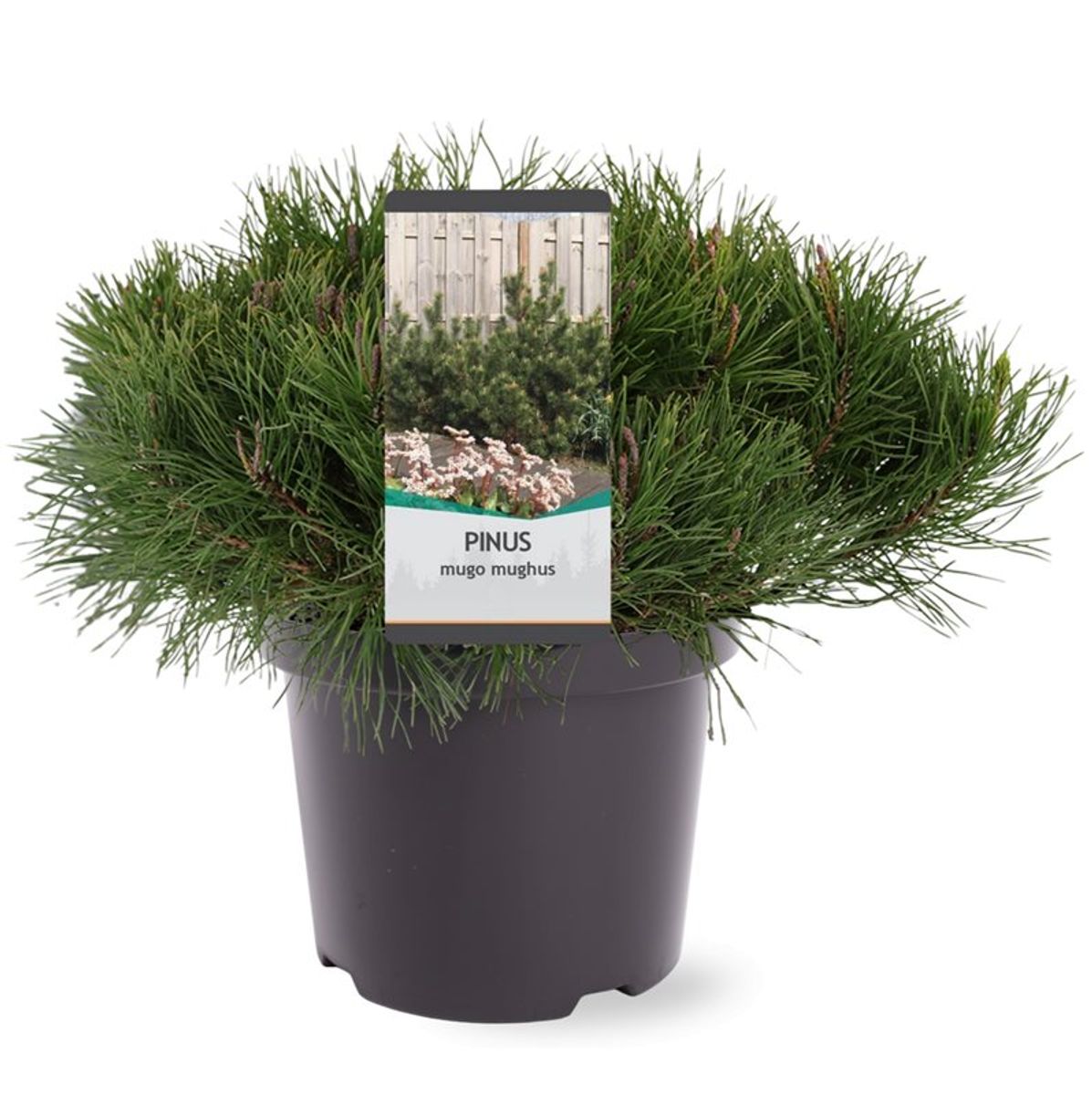 Pinus mugo mughus — Toptan Bitki Satışı FlorAccess