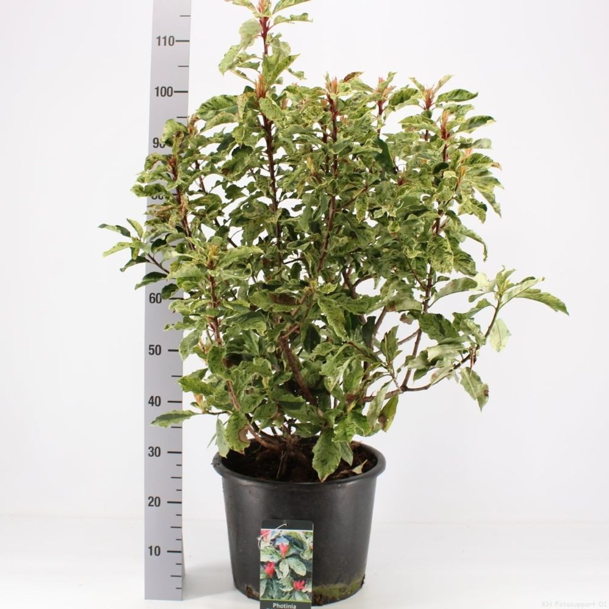 Photinia serratifolia PINK CRISPY — Plant Wholesale FlorAccess